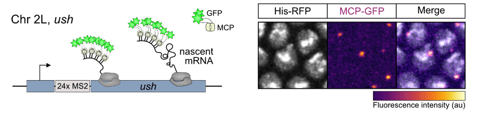 Research Background | ashe lab